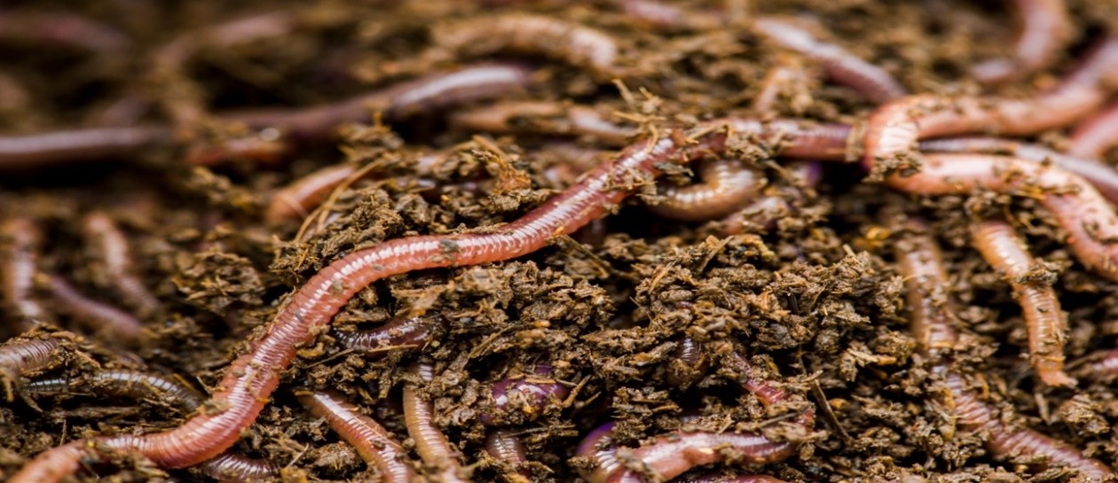 การเลี้ยงไส้เดือนดิน - ศูนย์การเรียนรู้เศรษฐกิจพอเพียงฯ